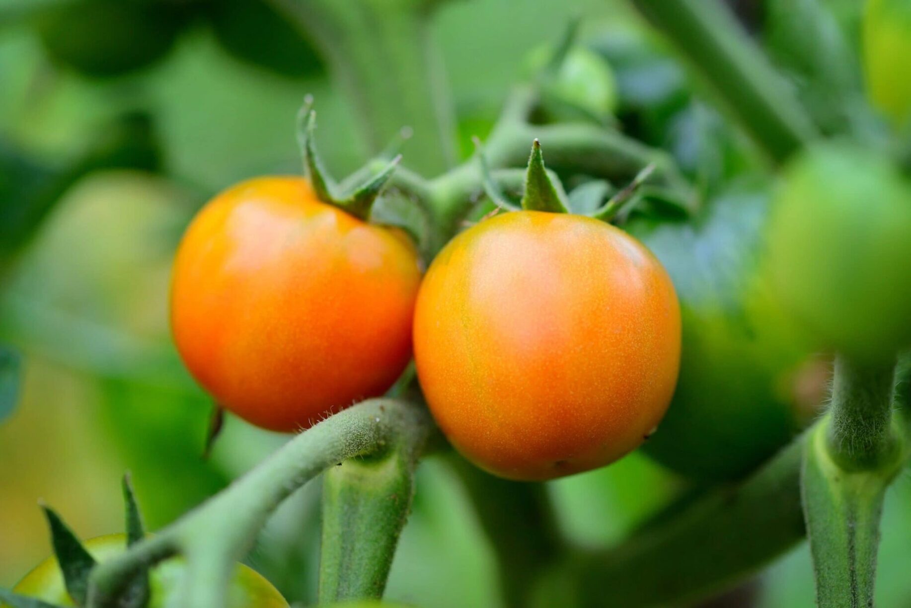 How Cold Is Too Cold For Tomato Plants? - The Peasant's Daughter