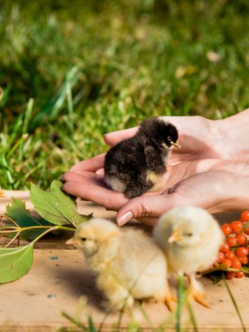 15 Beautiful Black Chicken Breeds - The Peasant's Daughter
