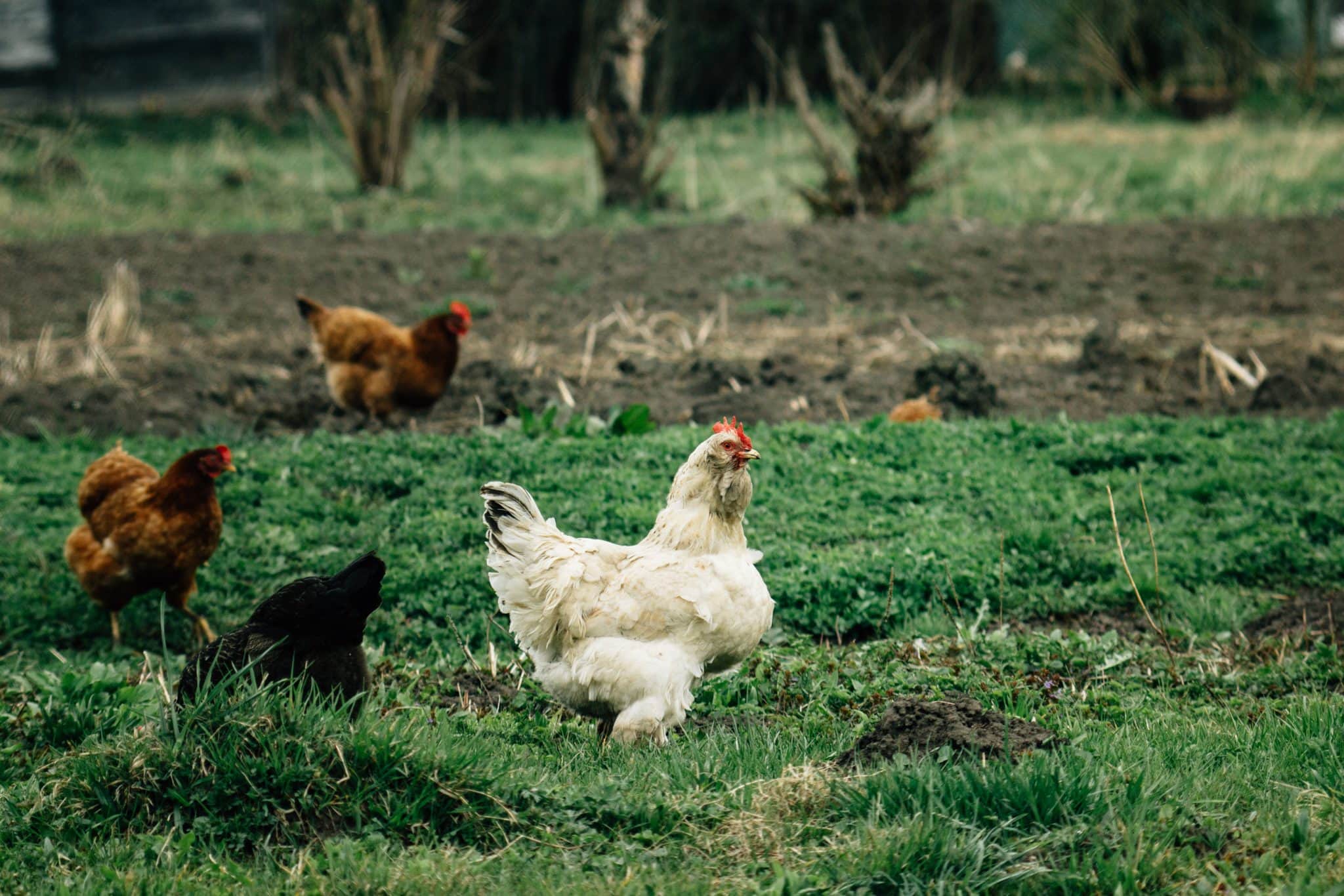 How To Free-Range Chickens {4 Methods} - The Peasant's Daughter