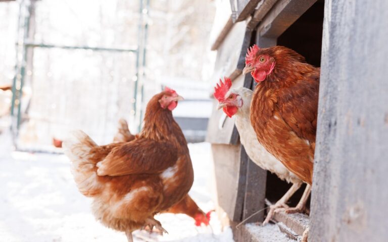 How Cold Is Too Cold For Chickens? Get Your Flock Ready For Winter