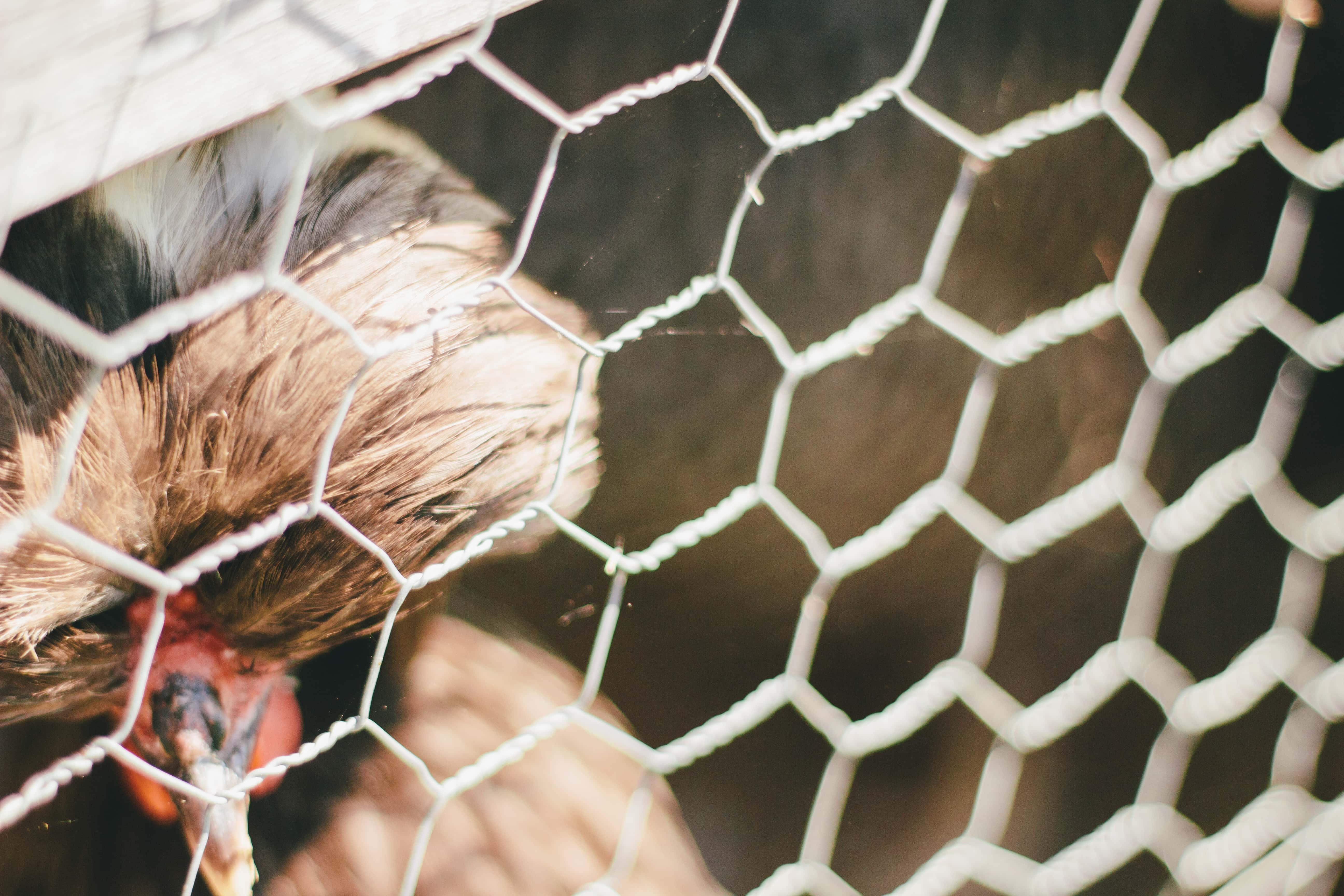 10 Steps To Winterize Your Chicken Coop & Run - The Peasant's Daughter