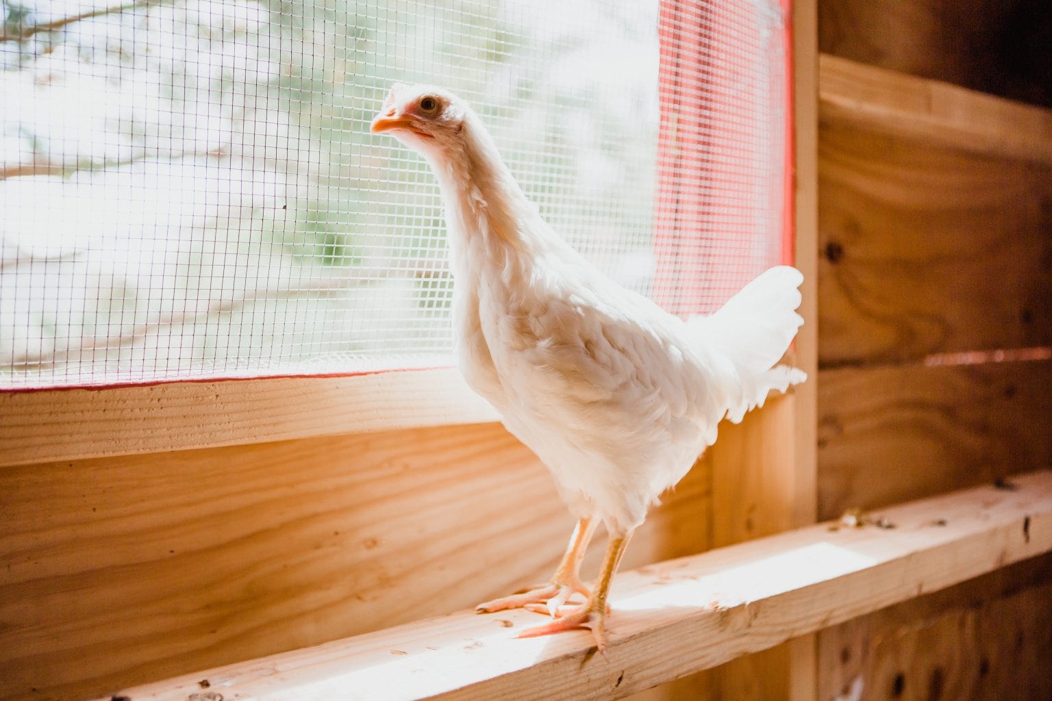 All About The Deep Litter Method For Chicken Coop Health