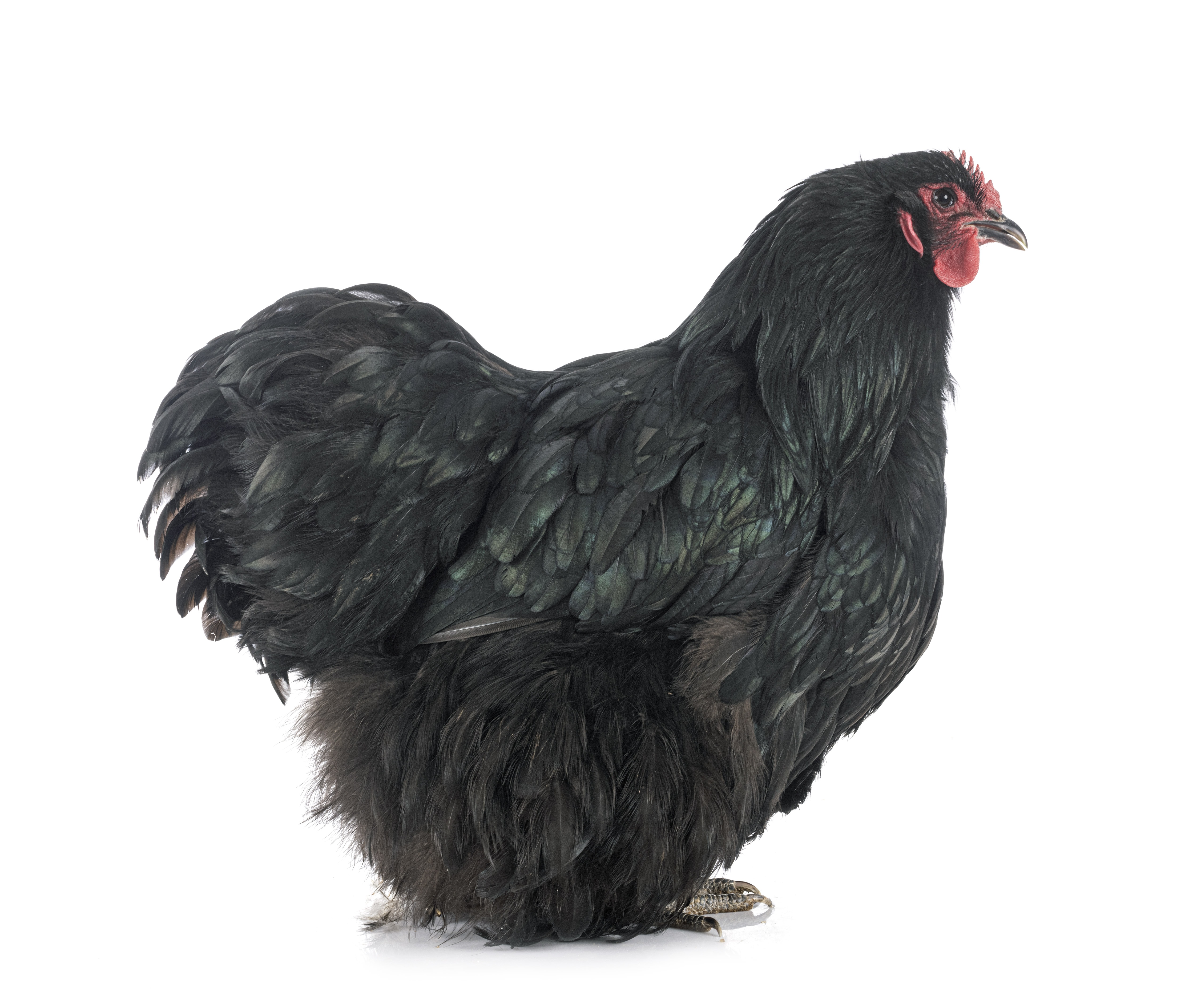 16 Black Chicken Breeds 5 Have Black Skin The Peasant S Daughter