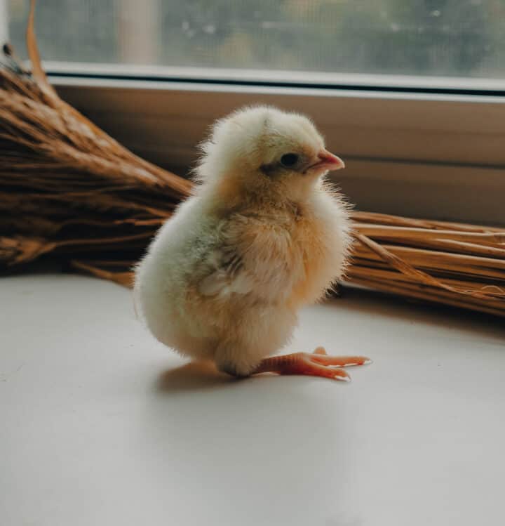 Why We Chose The Azure Blue Chicken For Eggs - The Peasant's Daughter