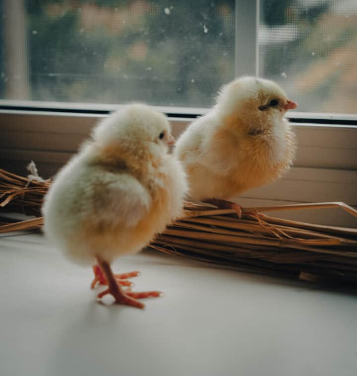 Why We Chose The Azure Blue Chicken For Eggs - The Peasant's Daughter