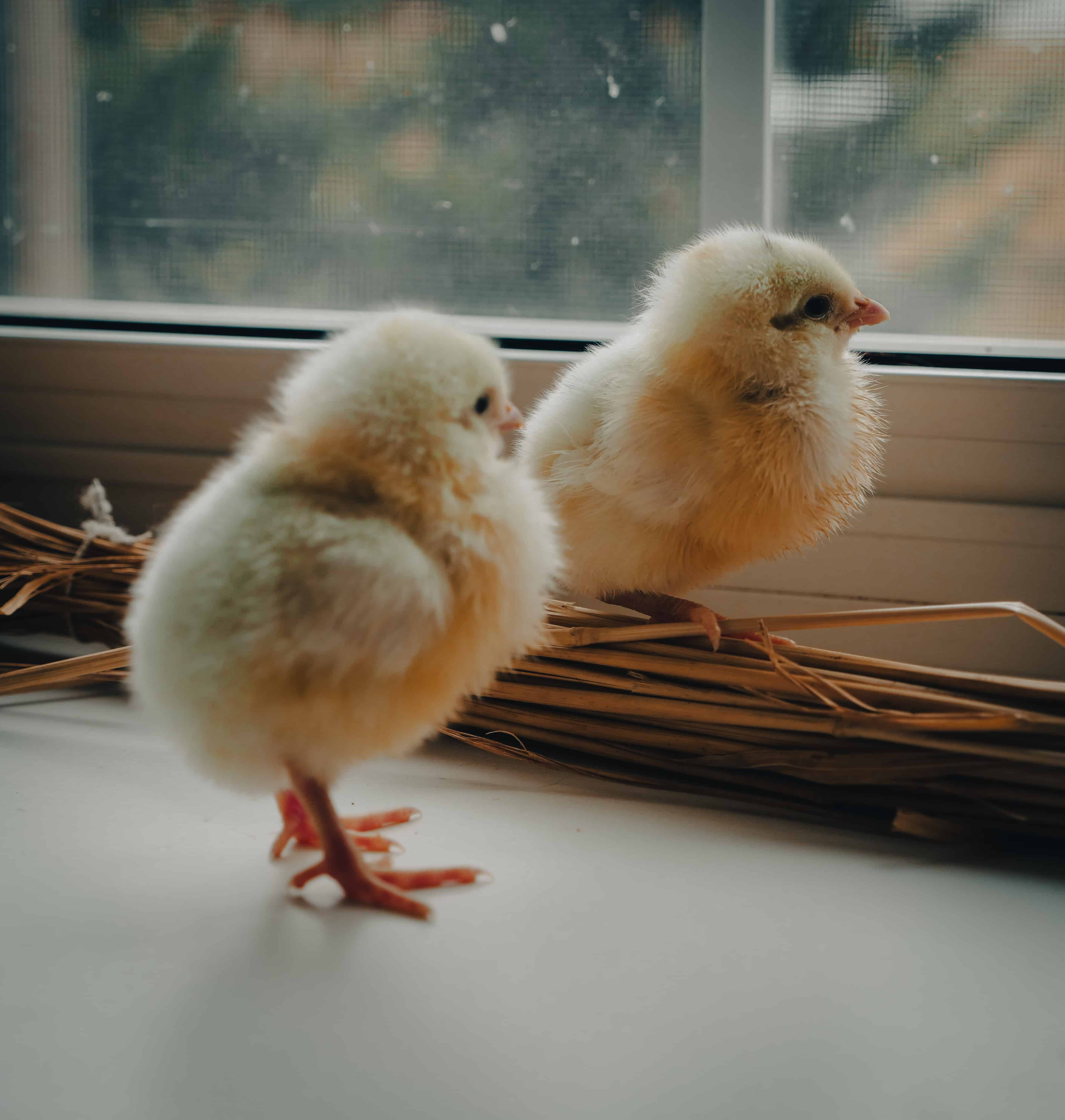 Why We Chose The Azure Blue Chicken For Eggs - The Peasant's Daughter