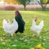11 Chickens That Lay Blue Eggs — & Why {With Pictures!}