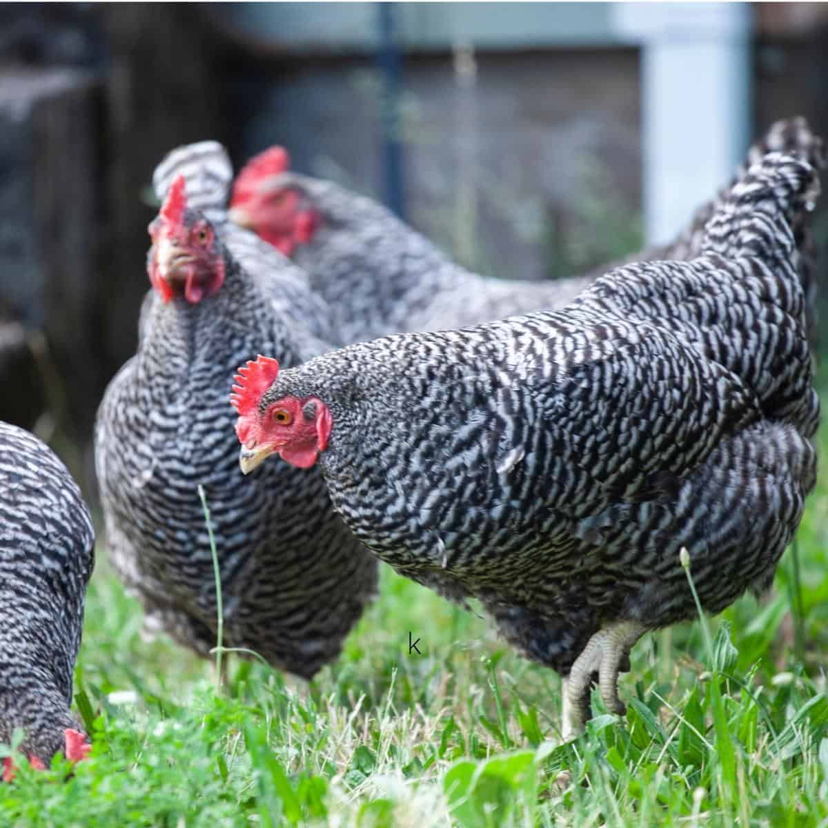 Everything You Need to Know About Wry Neck in Chickens