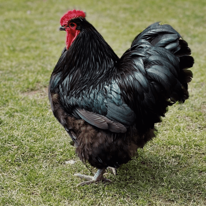 Why We Chose The Azure Blue Chicken For Eggs - The Peasant's Daughter