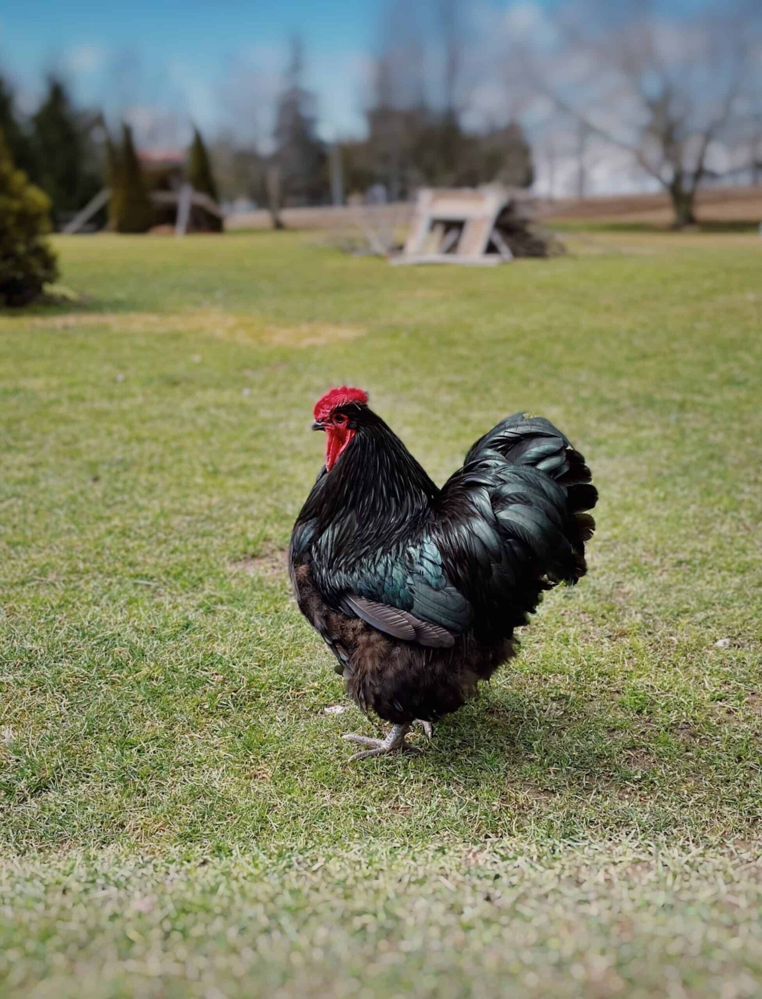Can You Eat A Rooster? {Yes & You Should!} - The Peasant's Daughter
