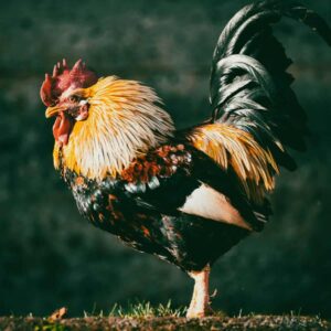 The Australorp Chicken {Top-Choice Dual-Purpose Breed}