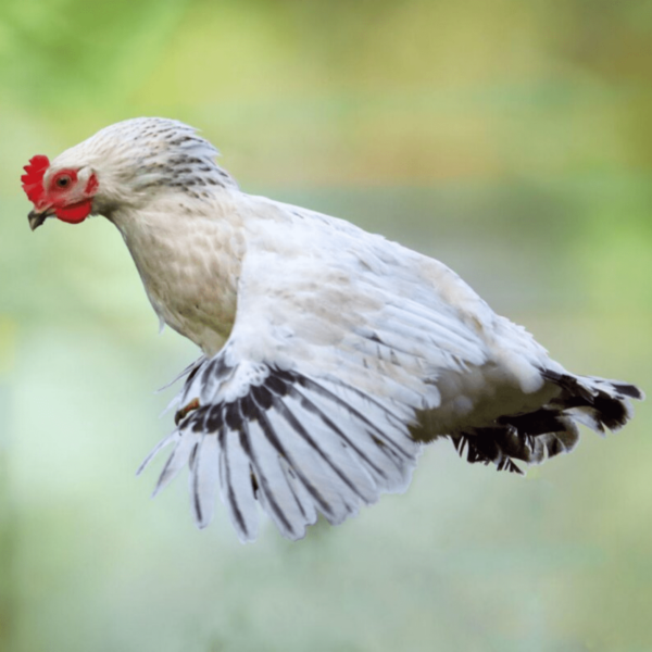 Why We Chose The Azure Blue Chicken For Eggs - The Peasant's Daughter