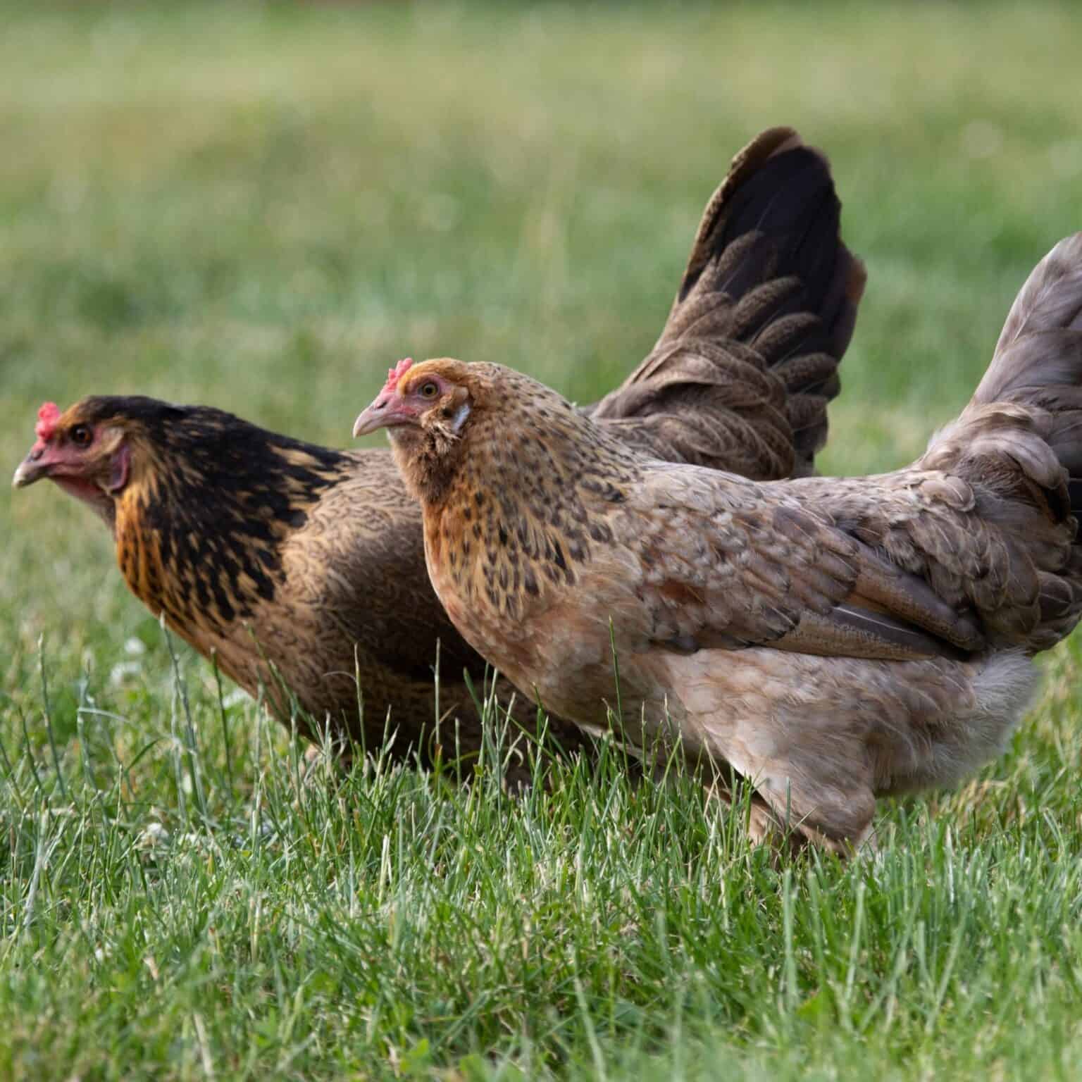 11 Chickens That Lay Blue Eggs — & Why {With Pictures!}