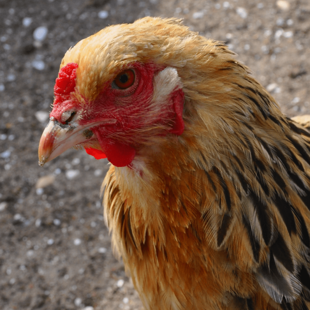Can You Eat A Rooster? {Yes & You Should!} - The Peasant's Daughter