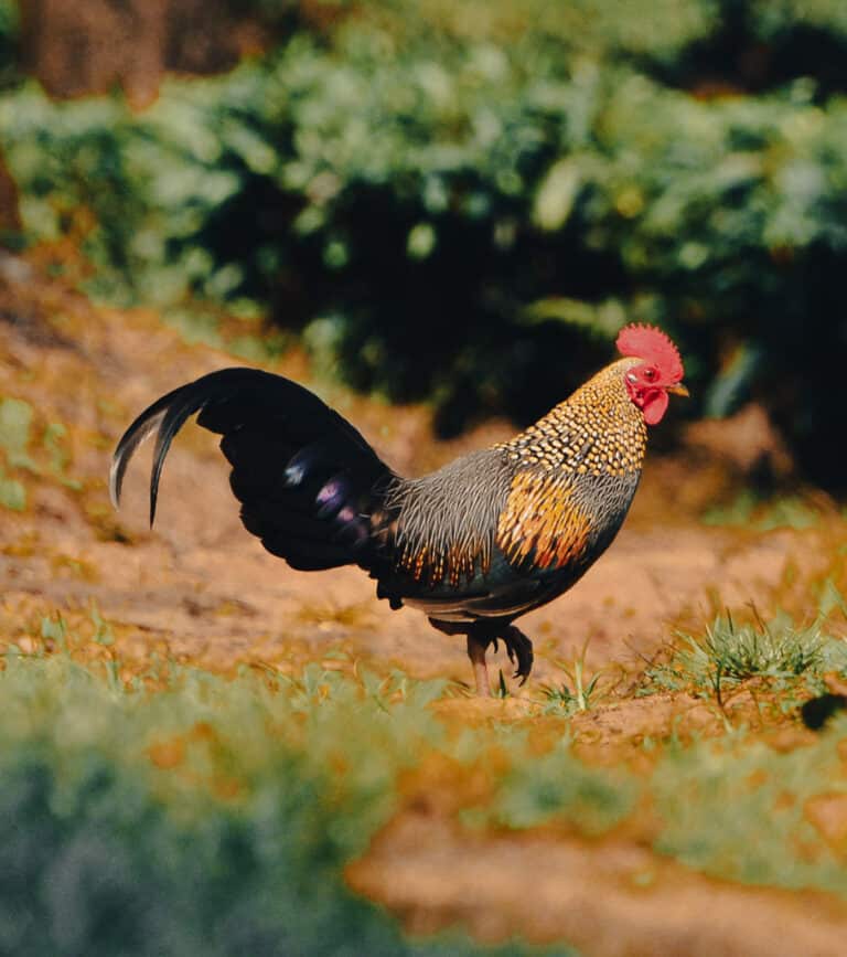 Where Did The Wild Chickens Go? {With Pictures}