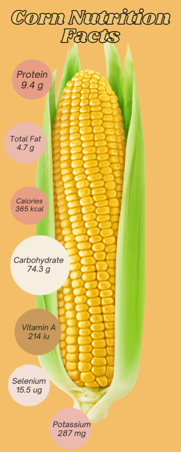 Can Chickens Eat Whole Corn {Yes}