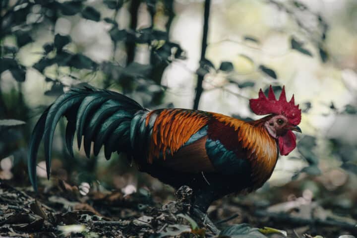 Where Did The Wild Chickens Go? {With Pictures}