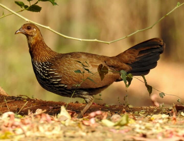 Where Did The Wild Chickens Go? {With Pictures}