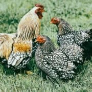 Why We Chose The Azure Blue Chicken For Eggs - The Peasant's Daughter