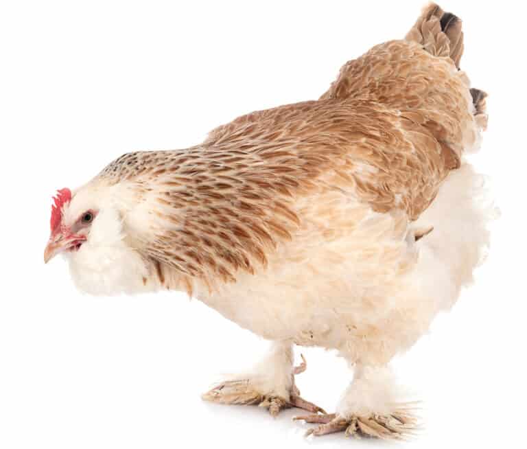 Salmon Faverolles: The Pretty French Chicken That Lays PINK Eggs