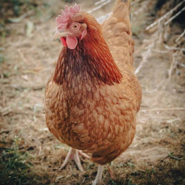 11 Chickens That Lay Blue Eggs — & Why {With Pictures!}
