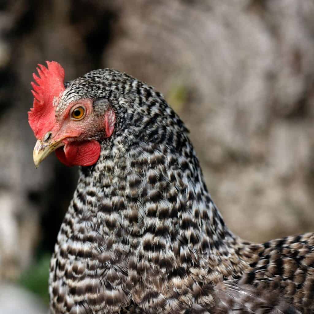Why We Chose The Azure Blue Chicken For Eggs - The Peasant's Daughter