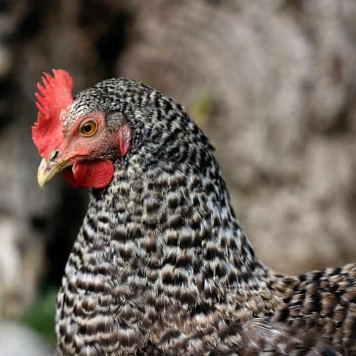Why We Chose The Azure Blue Chicken For Eggs - The Peasant's Daughter