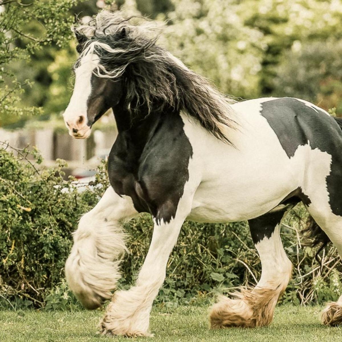 The World s 15 Largest Horse Breeds With Pictures The Peasant s The World s 15 Largest Horse Breeds With Pictures The Peasant s