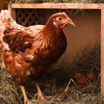 Why We Chose The Azure Blue Chicken For Eggs - The Peasant's Daughter