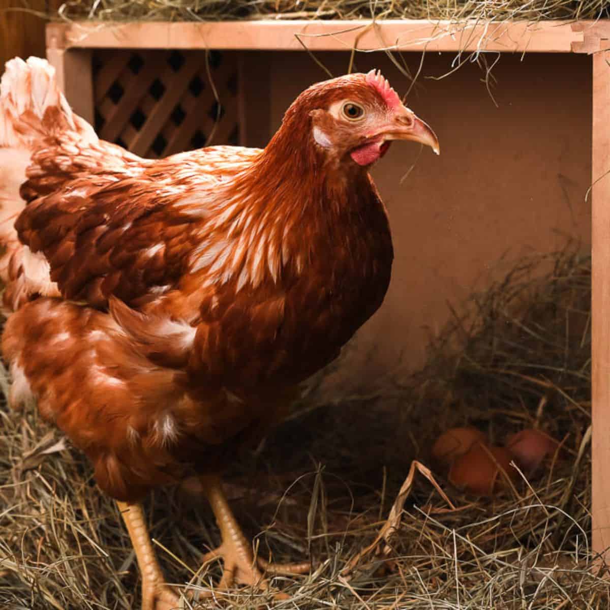 How To Speed Ripen Tomatoes Before The First Frost & Cold Weather - The ...