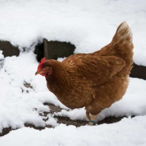 Why We Chose The Azure Blue Chicken For Eggs - The Peasant's Daughter
