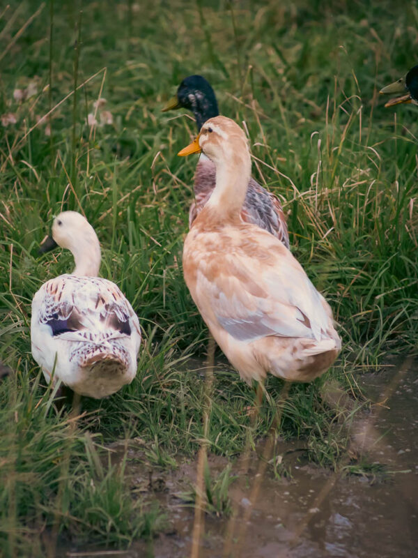 Saxony Ducks: What You Need to Know From a Breeder - The Peasant's Daughter