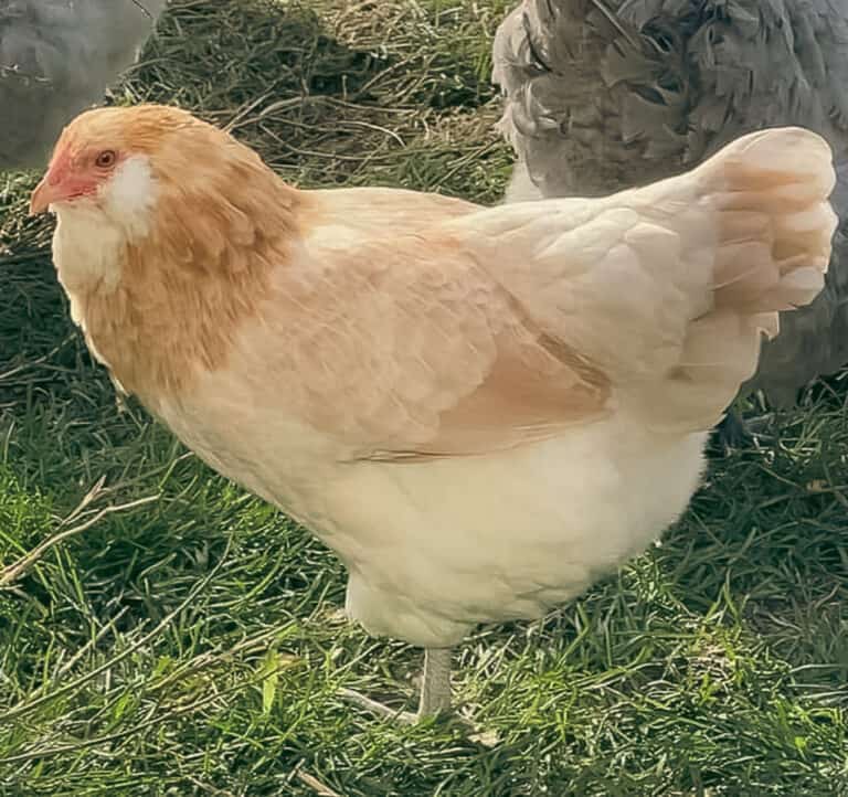 Ameraucana Chicken {The Purebreed Blue Egg Layer}