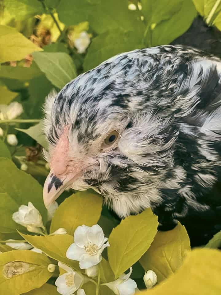 Ameraucana Chicken {The Purebreed Blue Egg Layer}