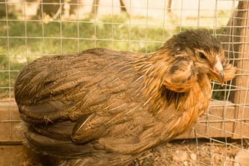 11 Chickens That Lay Blue Eggs — & Why {With Pictures!}