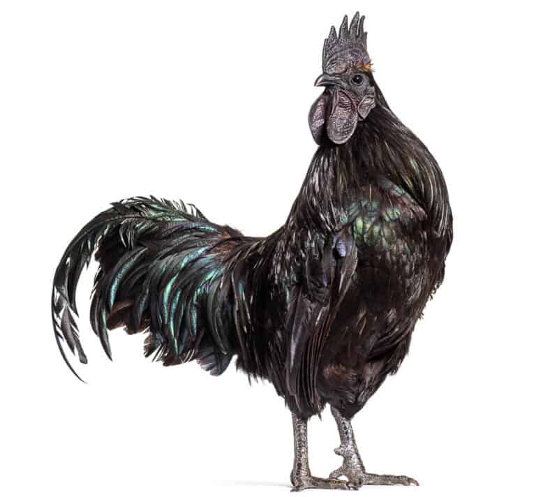 16 Black Chicken Breeds (5 Have Black Skin!) - The Peasant's Daughter