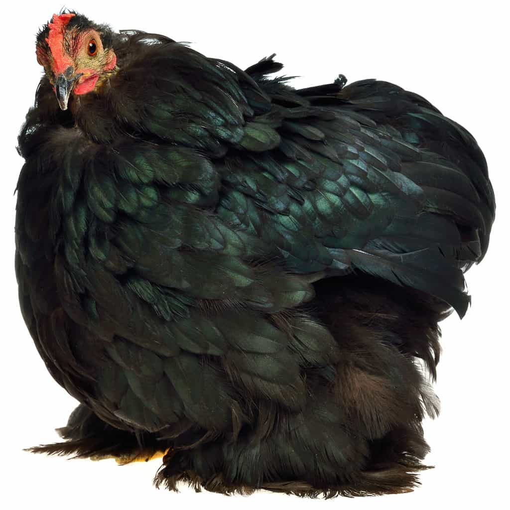 16 Black Chicken Breeds (5 Have Black Skin!) - The Peasant's Daughter