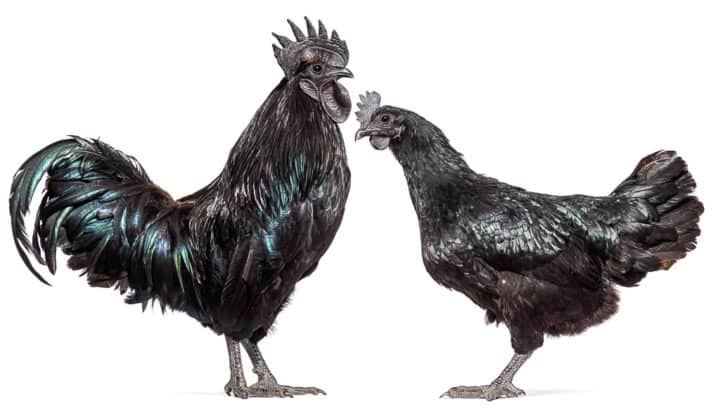 16 Black Chicken Breeds {5 Have Black Skin!} - The Peasant's Daughter