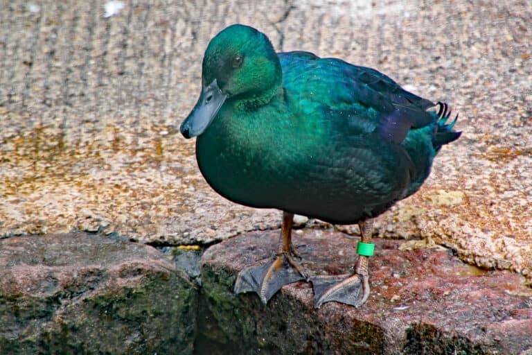 Cayuga Duck: America's Heritage Breed - The Peasant's Daughter