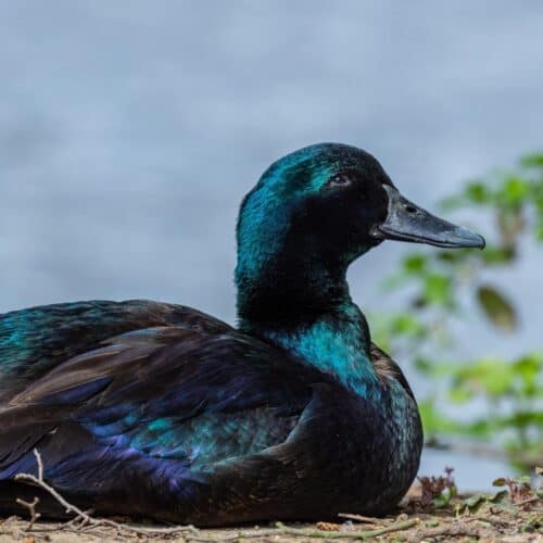 Whipped Tallow Body Butter - The Peasant's Daughter