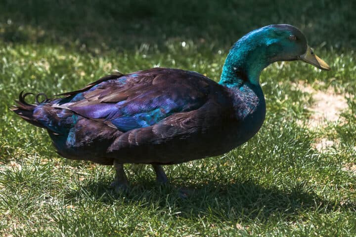 Cayuga Duck: America's Heritage Breed - The Peasant's Daughter