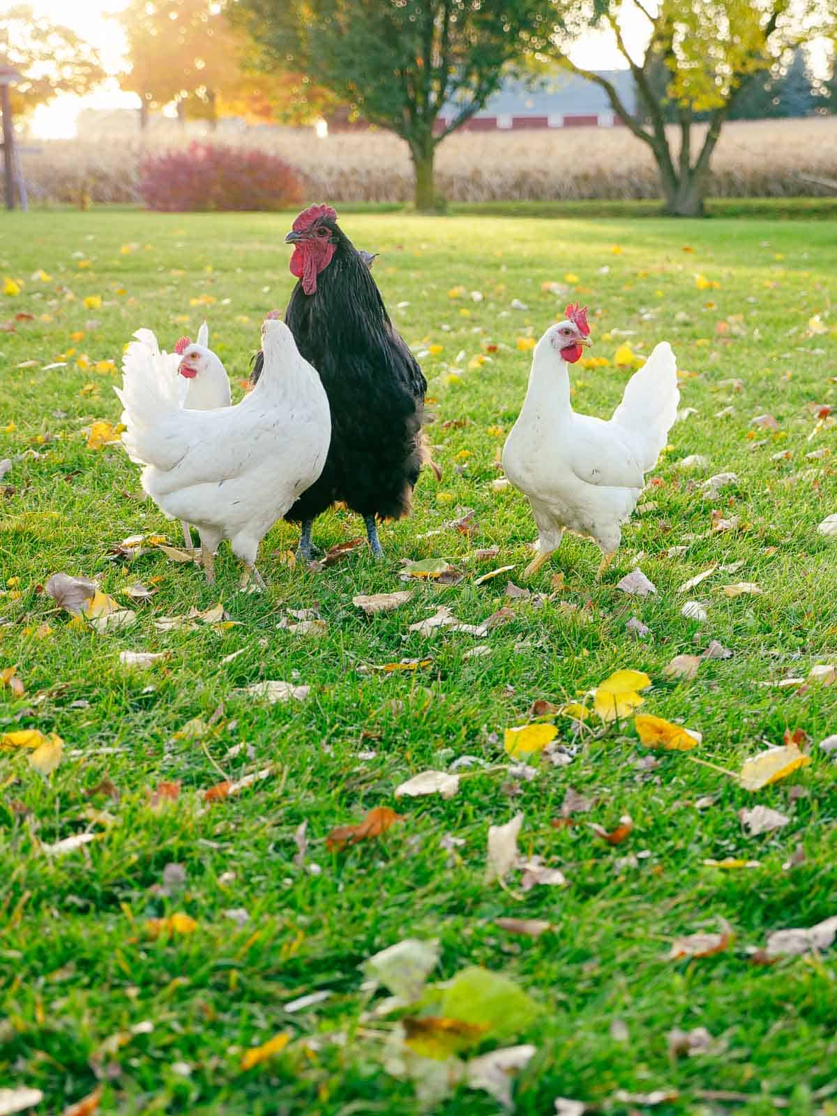 Why We Chose The Azure Blue Chicken For Eggs - The Peasant's Daughter