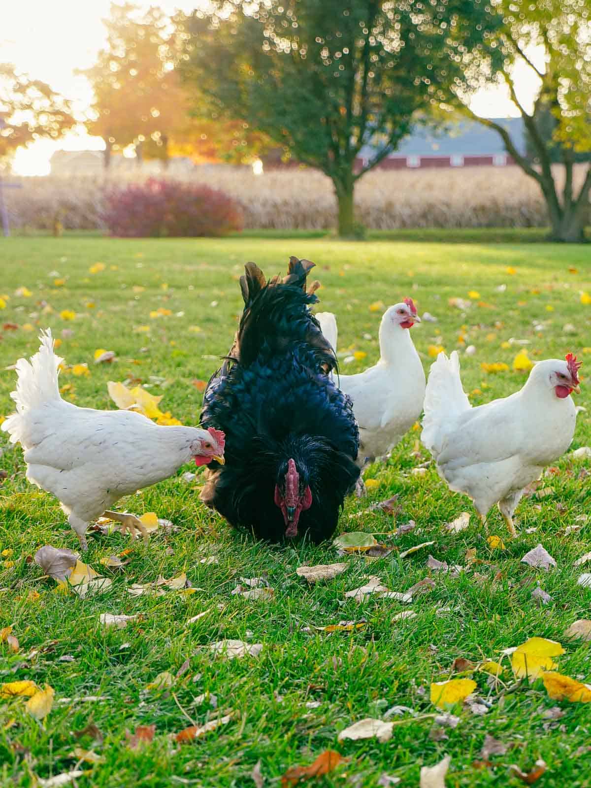 Why We Chose The Azure Blue Chicken For Eggs - The Peasant's Daughter