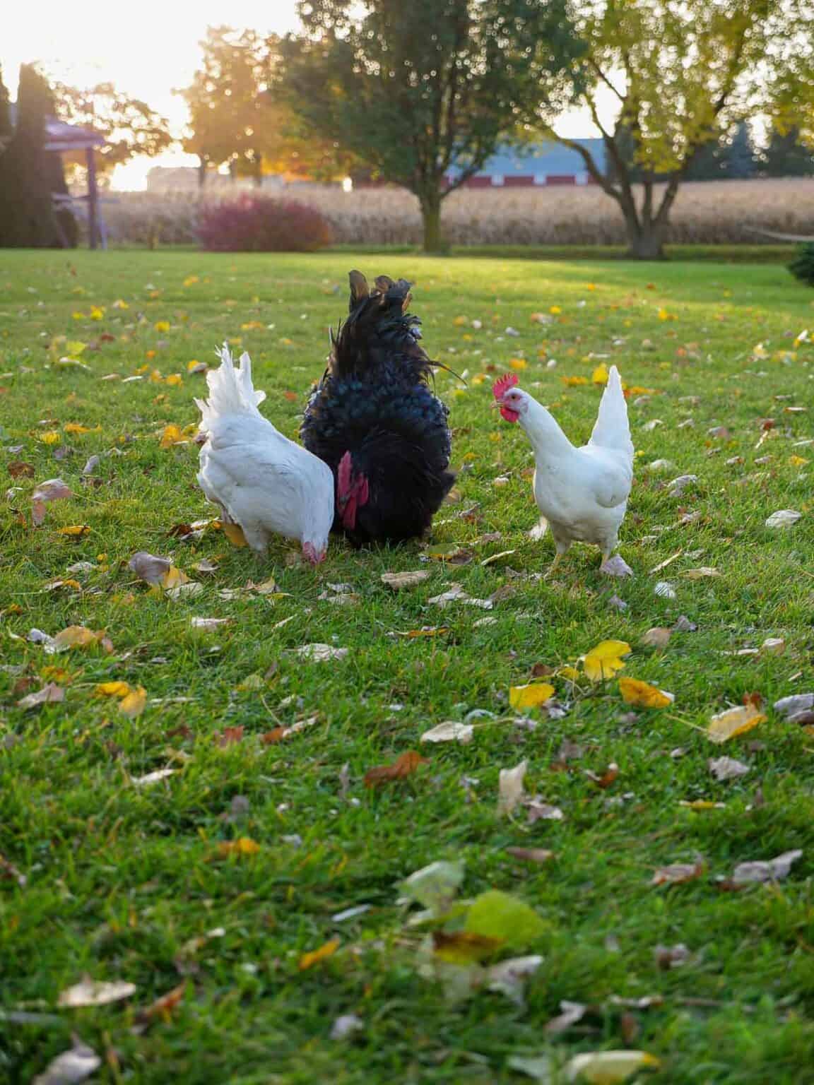 Why We Chose The Azure Blue Chicken For Eggs - The Peasant's Daughter