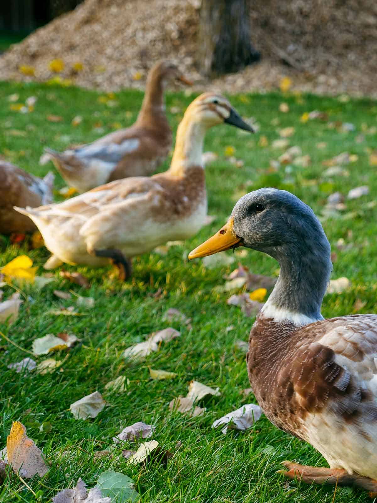 Saxony Ducks: What You Need to Know From a Breeder - The Peasant's Daughter