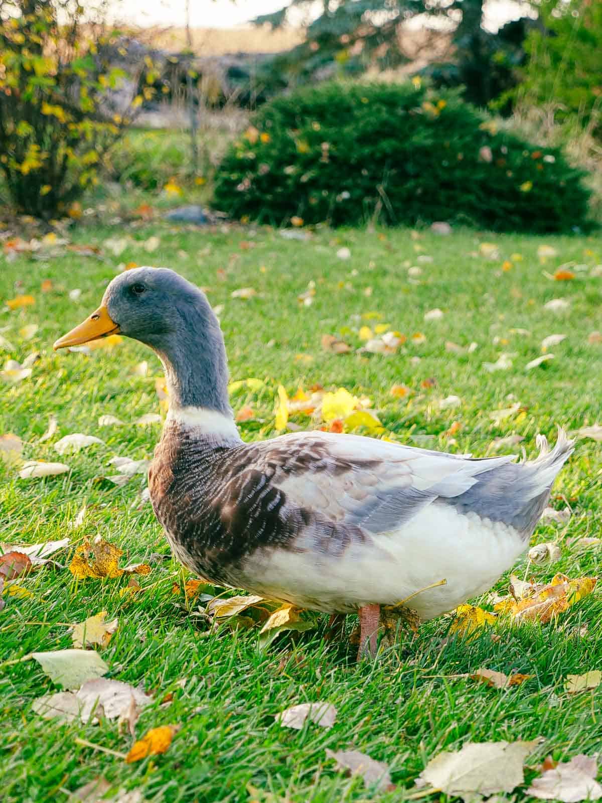 Saxony Ducks: What You Need to Know From a Breeder - The Peasant's Daughter