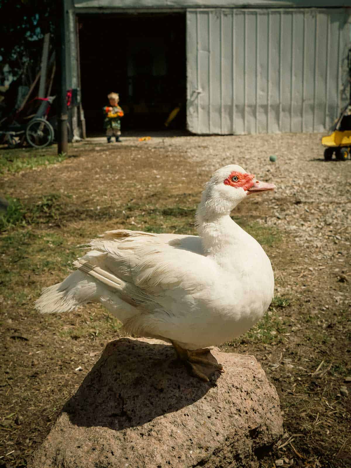 When To Butcher Ducks {The Complete Guide} - The Peasant's Daughter