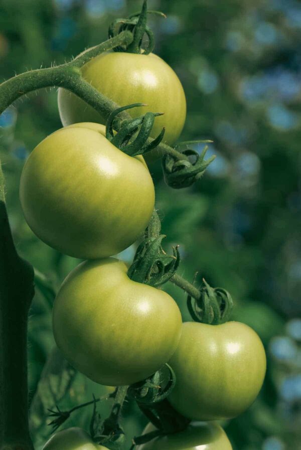 7 Ways To Ripen Green Tomatoes Before The First Frost