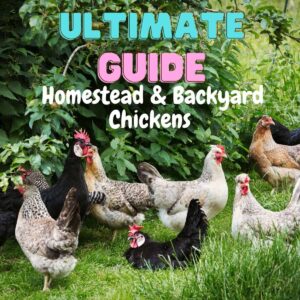 Why We Chose The Azure Blue Chicken For Eggs - The Peasant's Daughter