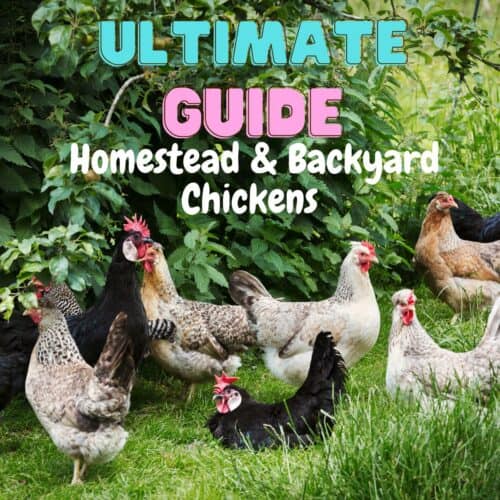 Why We Chose The Azure Blue Chicken For Eggs - The Peasant's Daughter